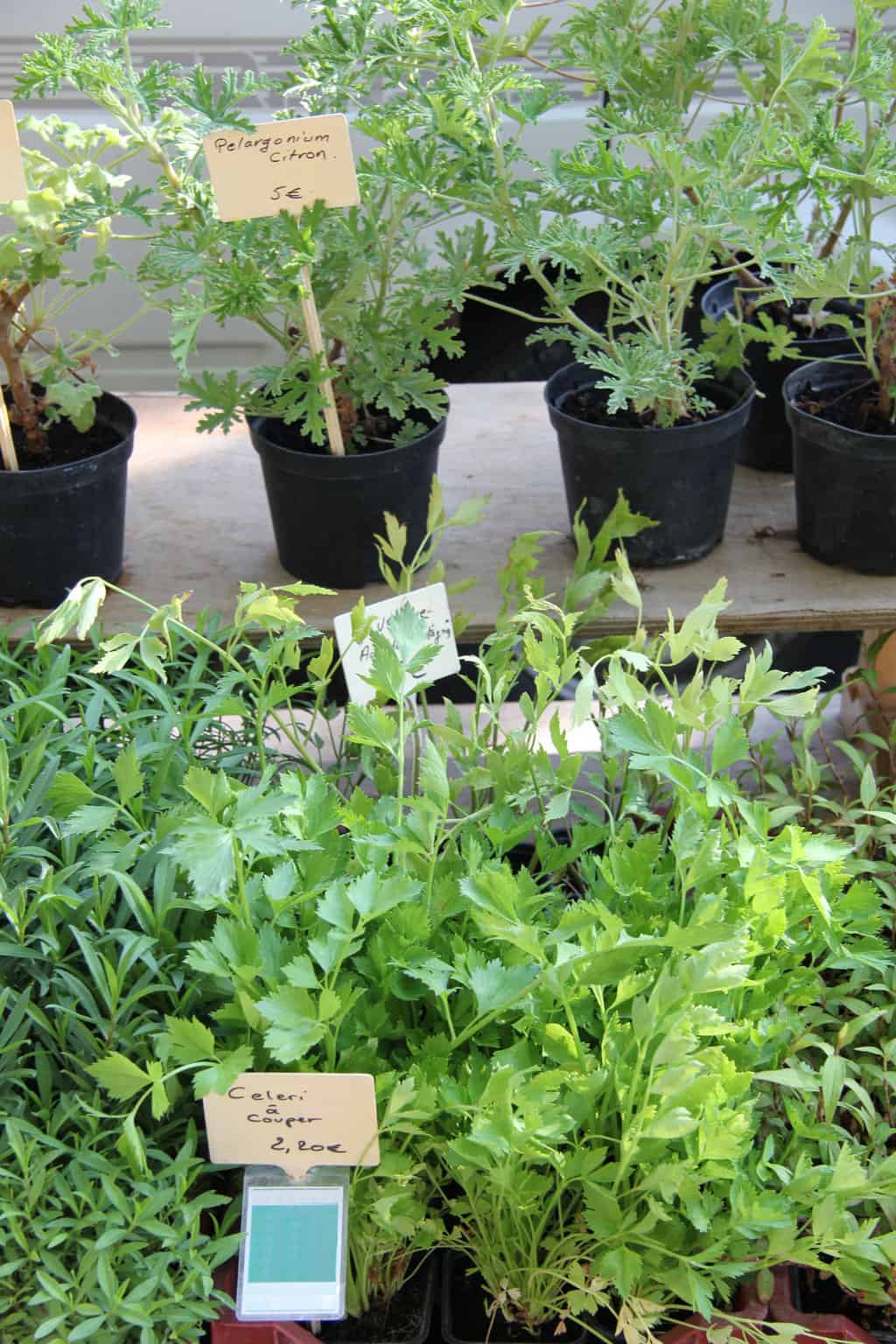 Herb Gardening Tips For Beginners Herb Gardening Ideas