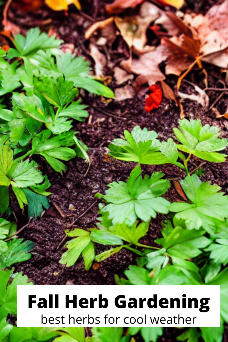 Best Herbs to Plant in Fall - Herb Gardening Ideas