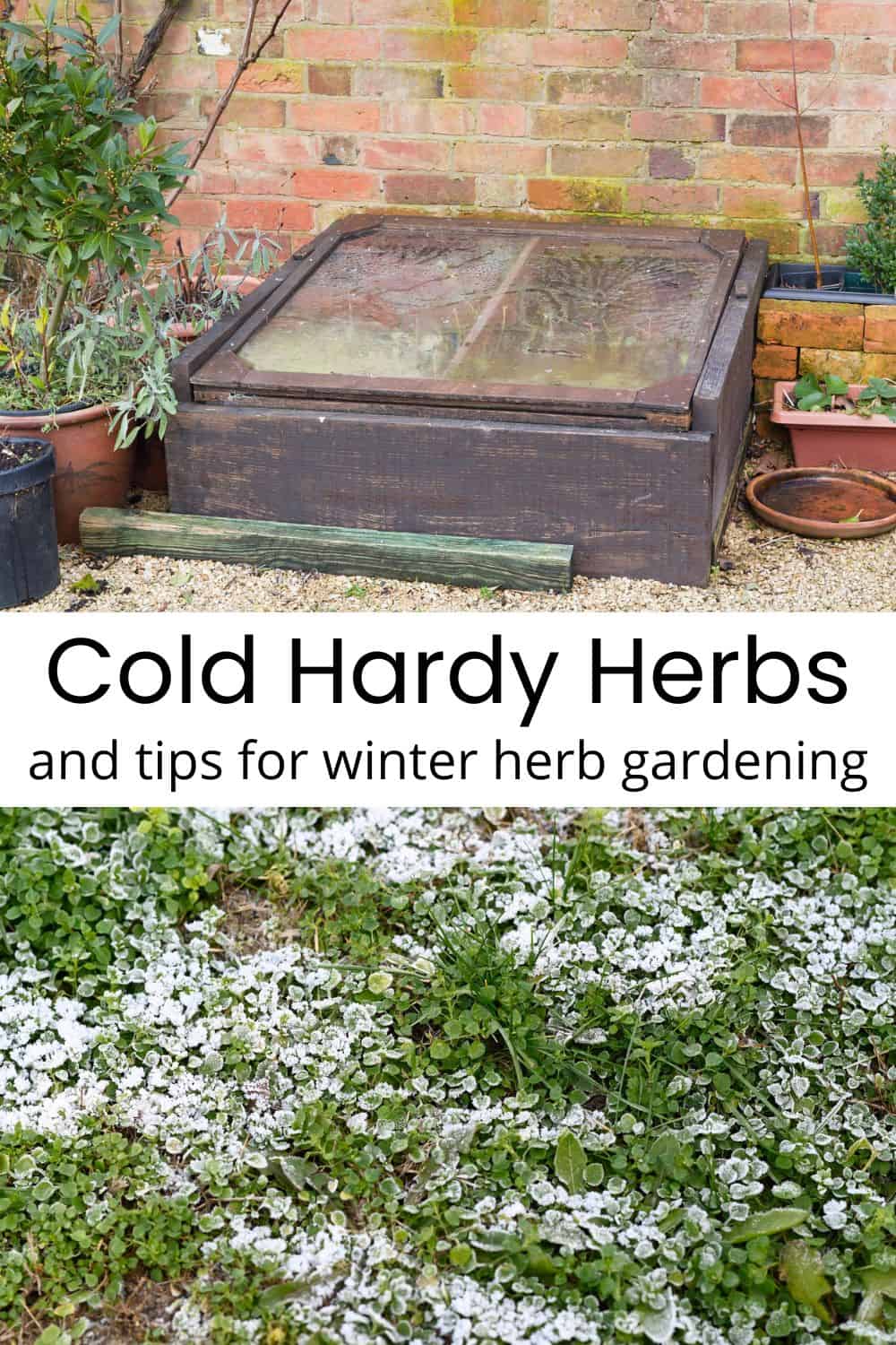 Frost Resistant Herbs That Survive Cold Weather