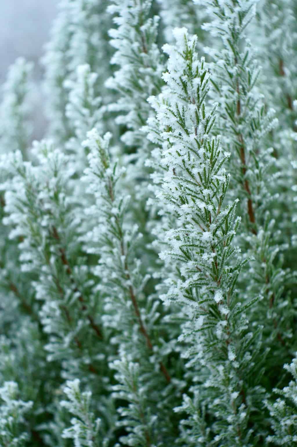 Frost Resistant Herbs That Survive Cold Weather