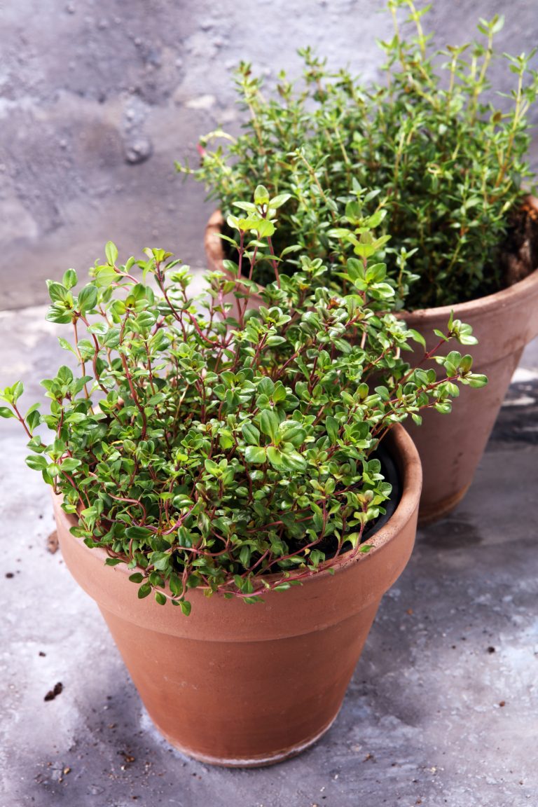 Best Smelling Herbs to Grow Indoors - Herb Gardening Ideas