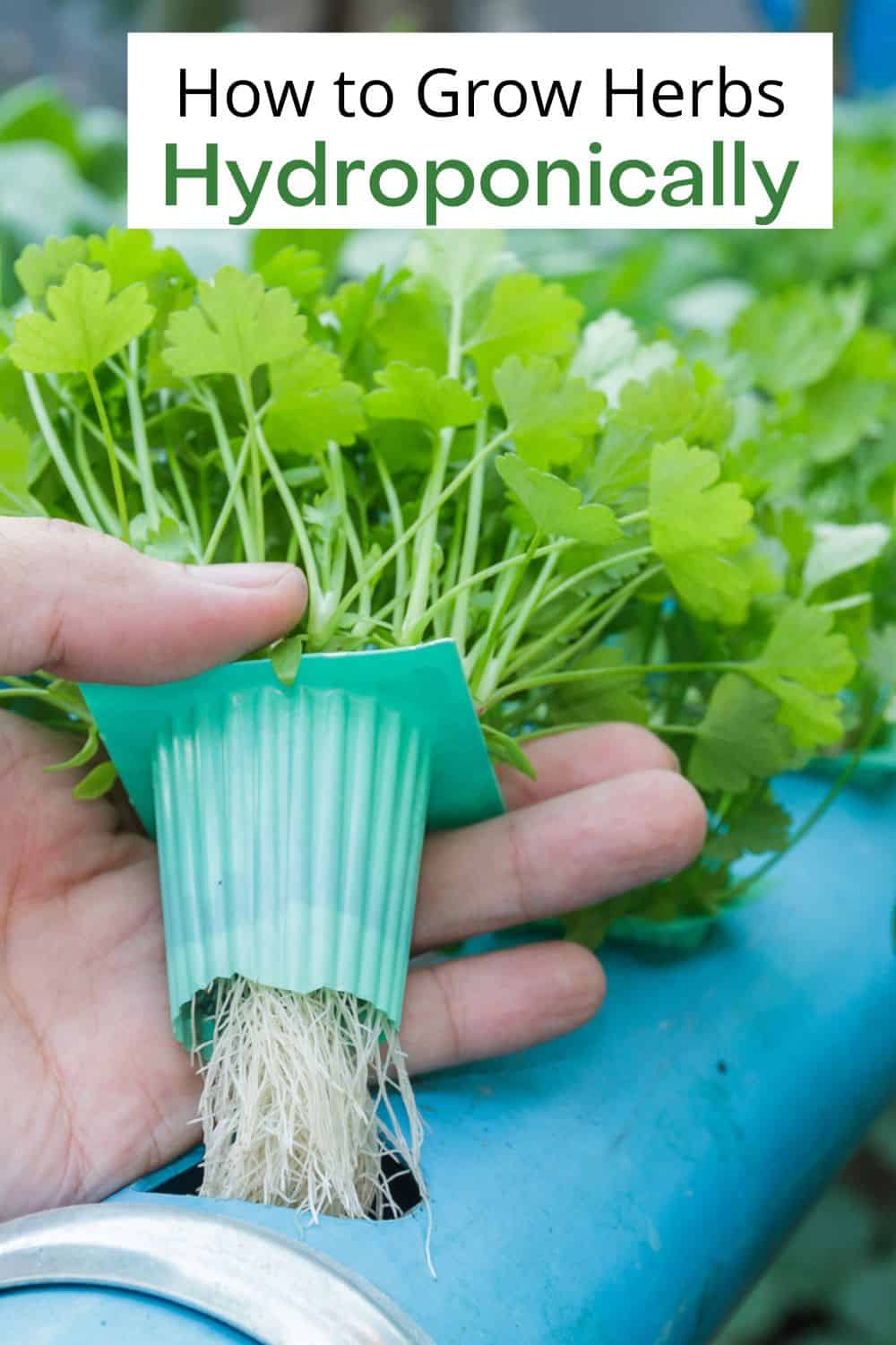 Growing Herbs Hydroponically - Herb Gardening Ideas