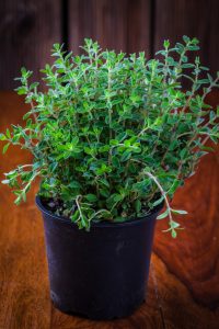 Best Smelling Herbs to Grow Indoors - Herb Gardening Ideas