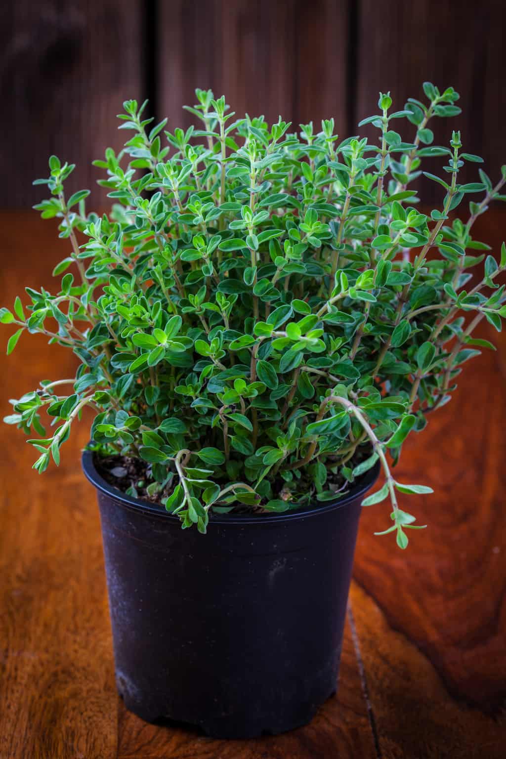 Best Smelling Herbs to Grow Indoors - Herb Gardening Ideas