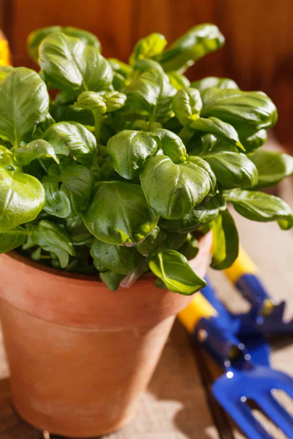 Best Smelling Herbs to Grow Indoors - Herb Gardening Ideas