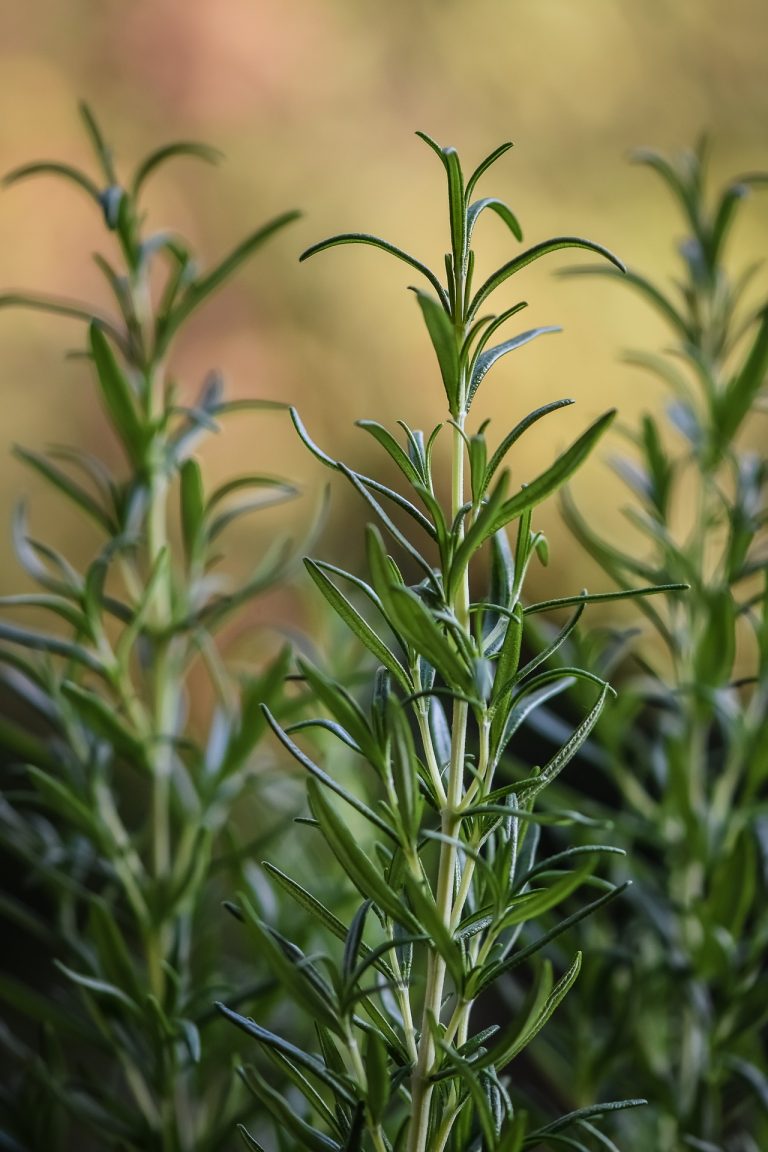 Best Smelling Herbs to Grow Indoors - Herb Gardening Ideas